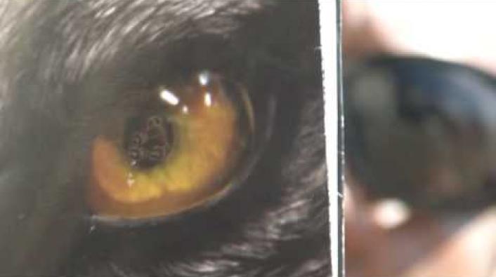 Trailer for book "Raised By Wolves" by Cavario H. | VladTV