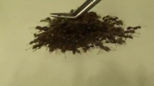 How Do Fire Ants Keep From Drowning? | VladTV