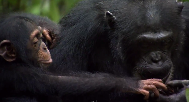 Chimpanzee Official Trailer (HD) | VladTV