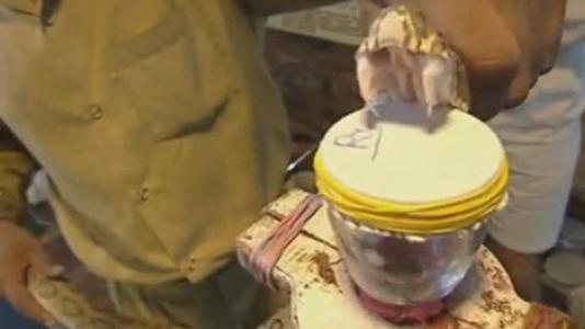 Guess What Happens When Snake Venom Gets into Human Blood?