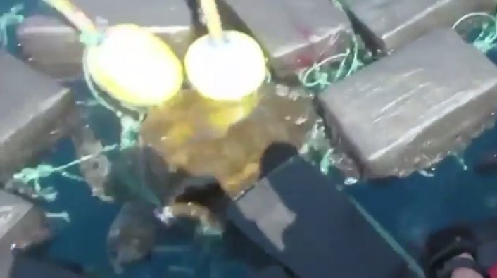 Coast Guard Finds Sea Turtle with $53M Worth of Cocaine