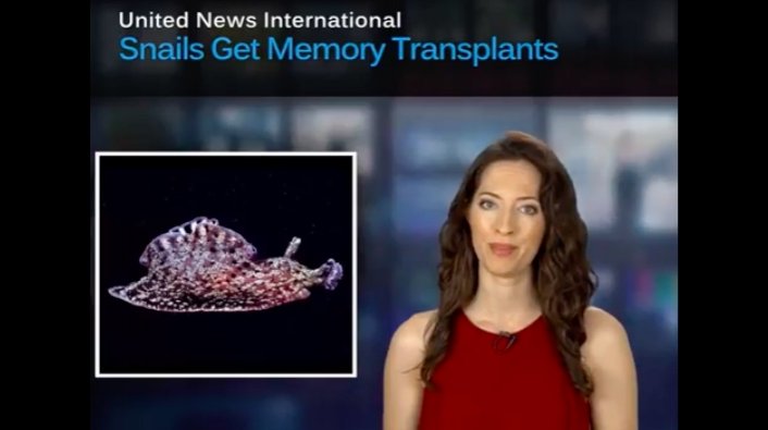 Scientists Successfully Achieved 'Memory Transplants' in Snails | VladTV