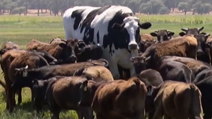 Giant Australian Cow Measures Over 6 Feet Tall, and Weighs over 3,000 ...